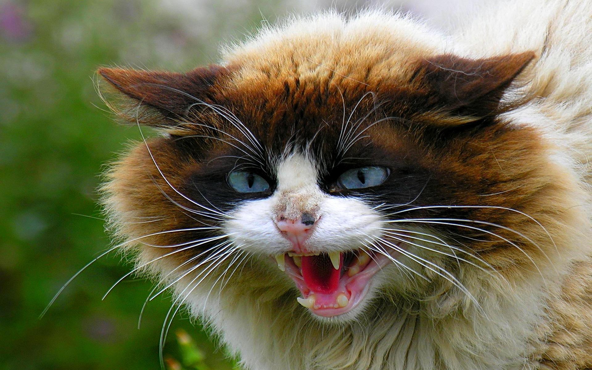 Un Chat De Garde Les Actus De Ga a Un Chat De Garde Les Actus De Ga a
