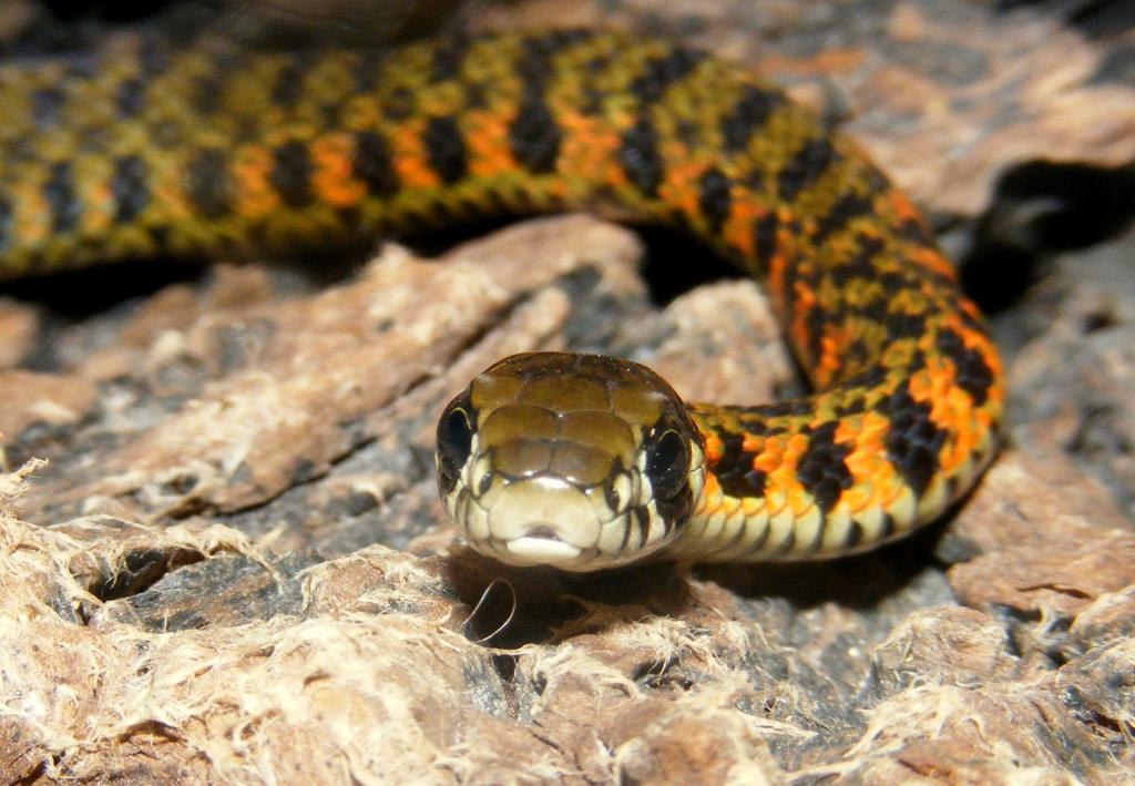 Le serpent voleur de venin - Les actus de Gaïa
