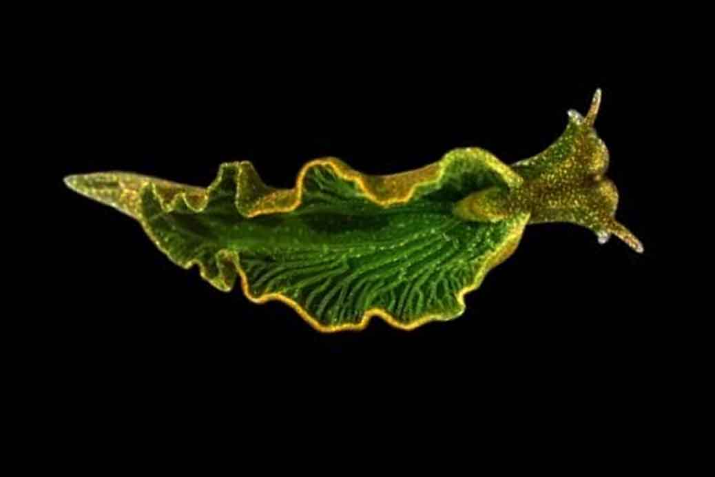 La limace qui se prenait pour une algue - Les actus de Gaïa