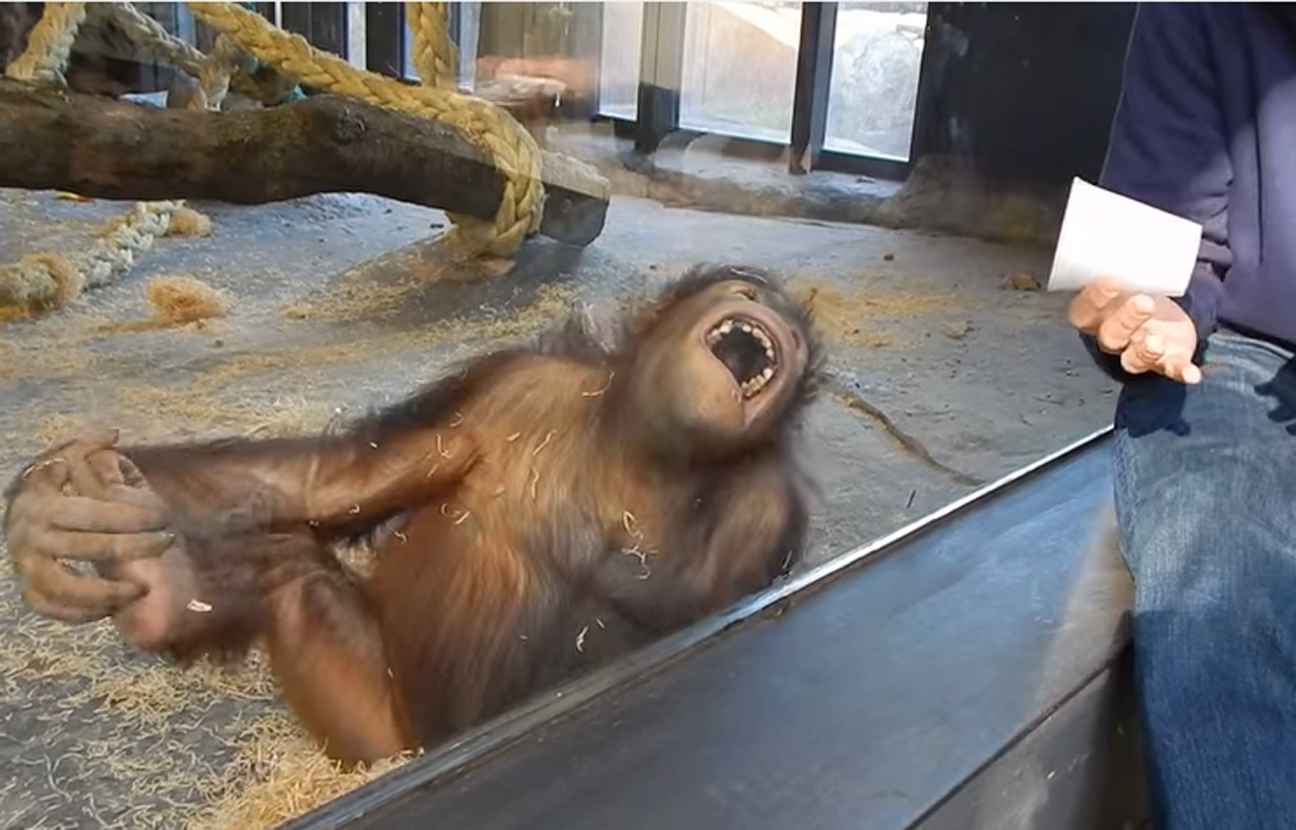 Le rire est le propre du singe - Les actus de Gaïa